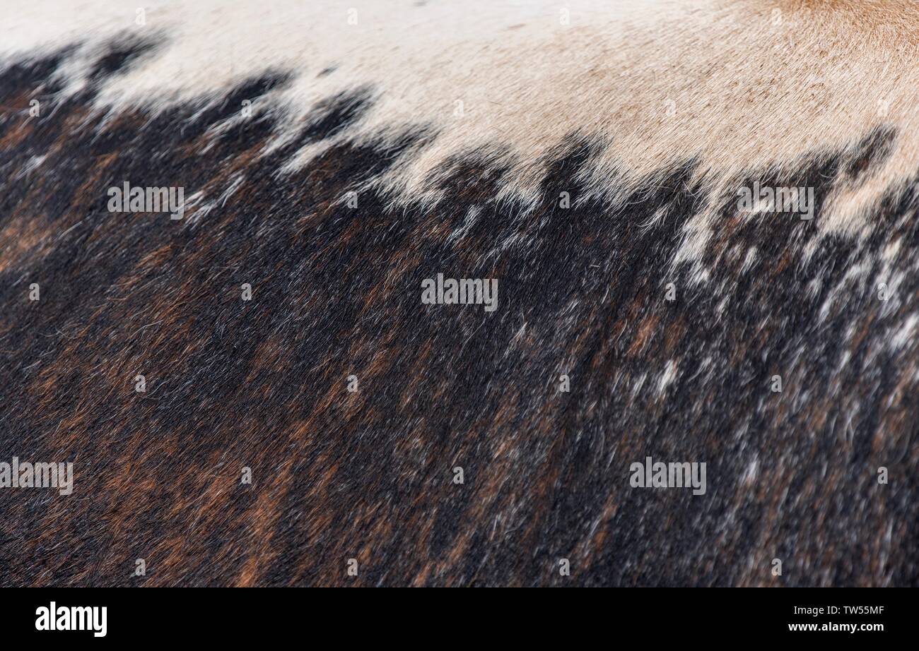 Close up photo of Longhorn Cattle skin Stock Photo - Alamy
