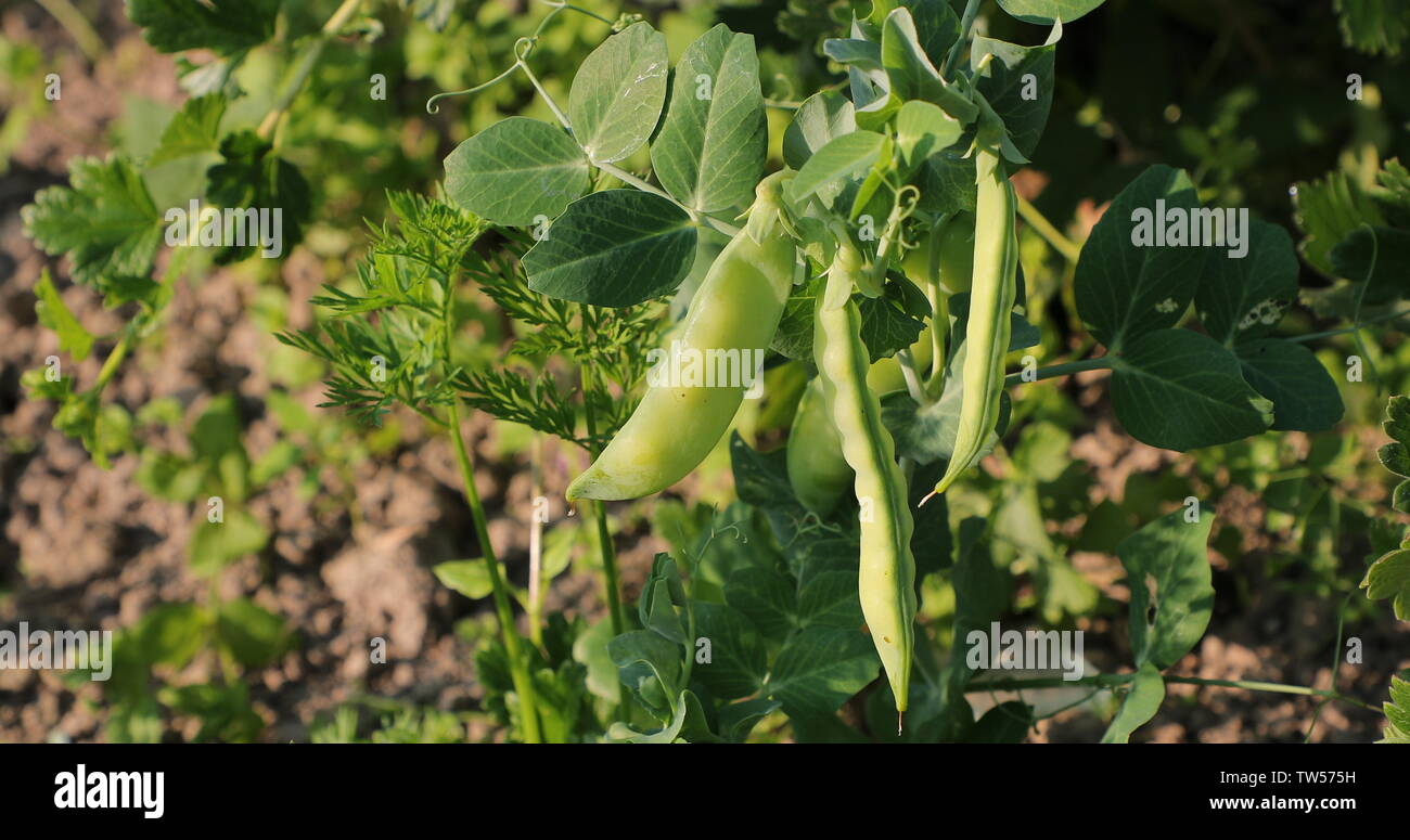 Greenhouse context hi-res stock photography and images - Alamy