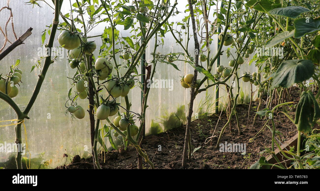 green and not ripe tomatoes in the greenhouse Stock Photo - Alamy