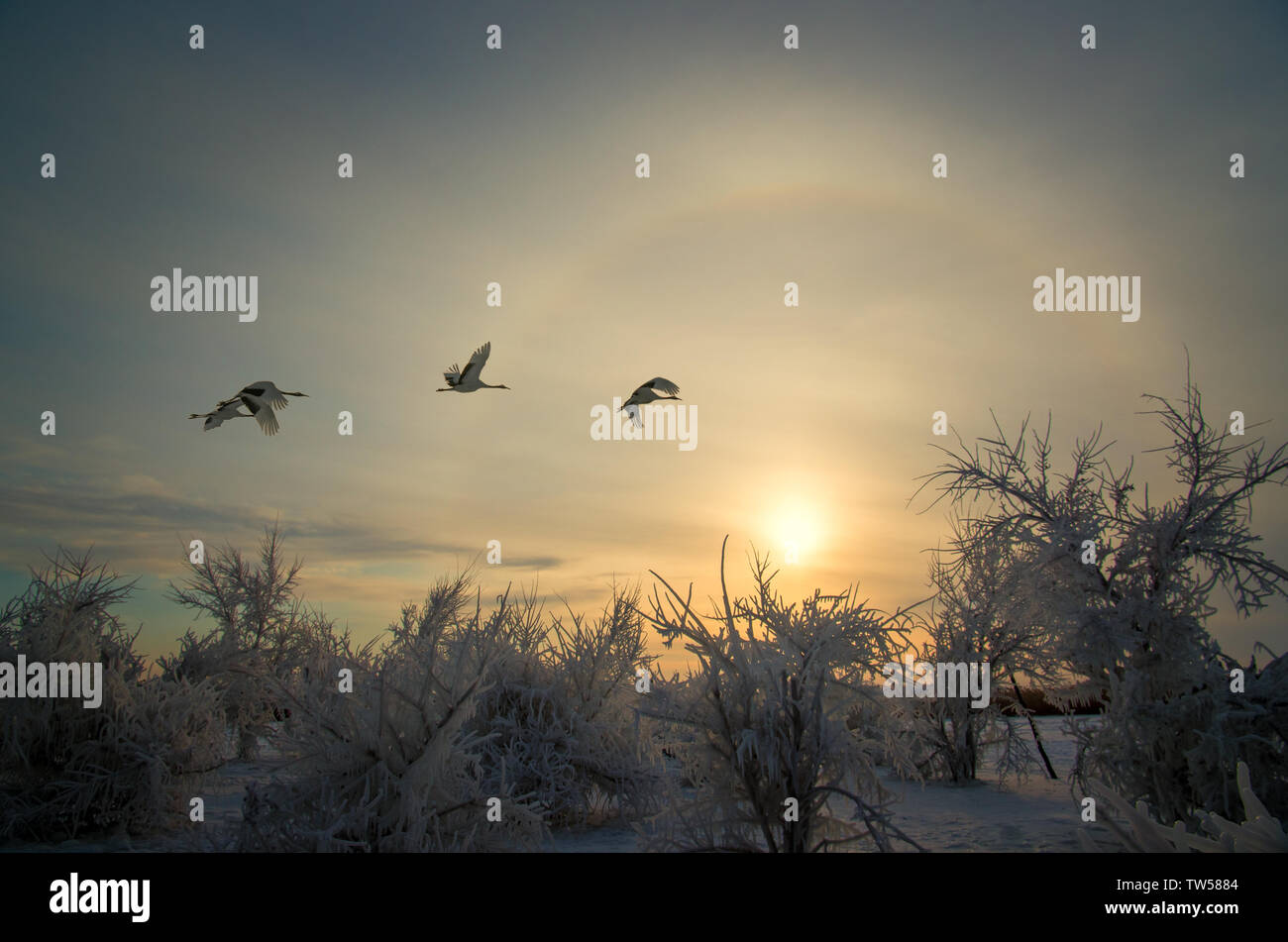 Beautiful red-crowned cranes Stock Photo - Alamy