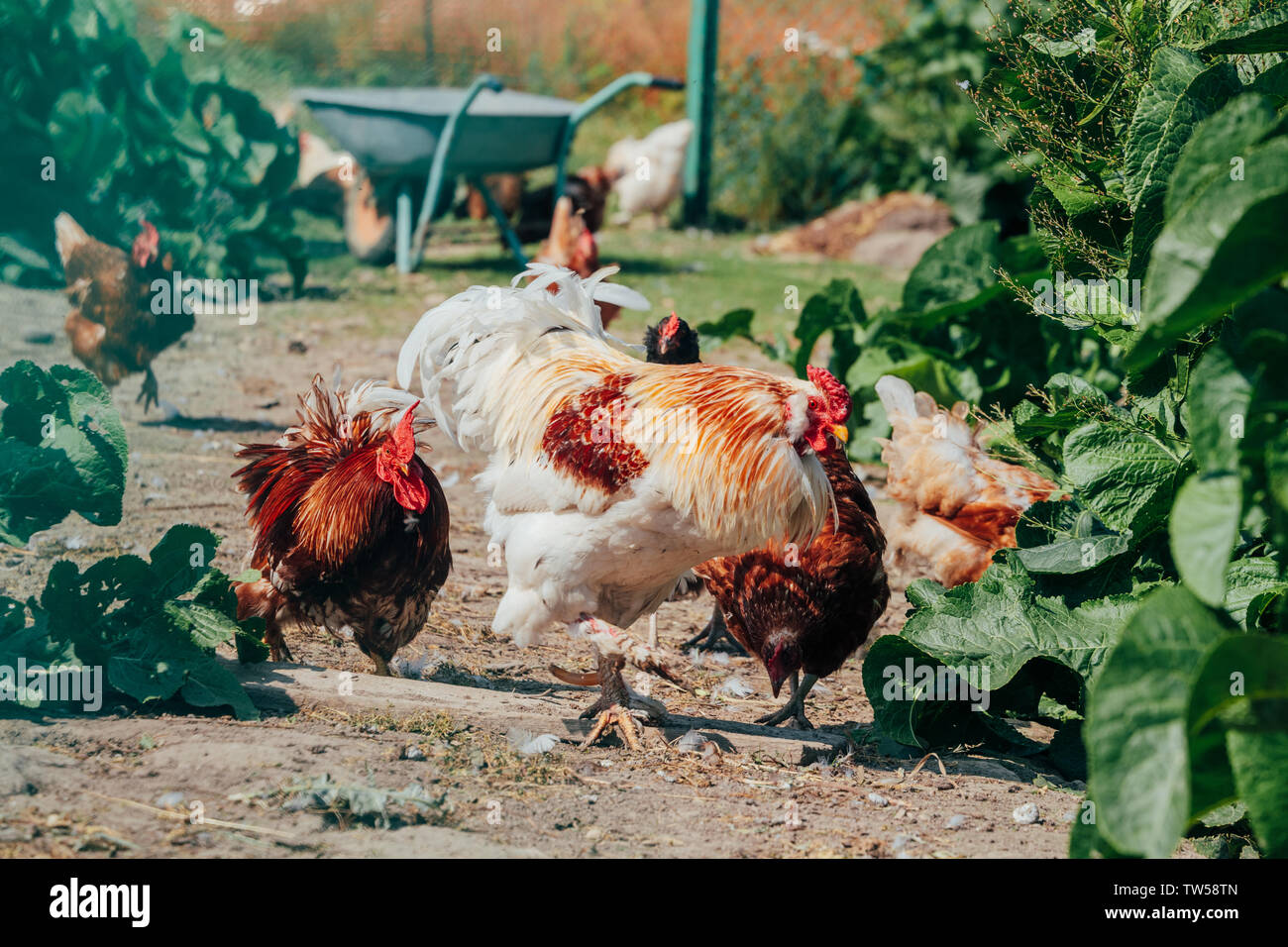 chicken coop with animals in the summer Stock Photo - Alamy