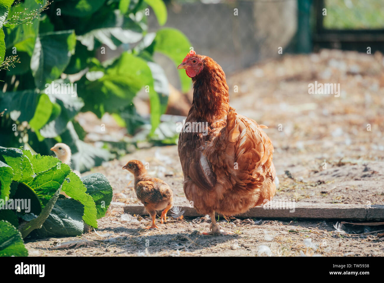 chicken coop with animals in the summer Stock Photo - Alamy