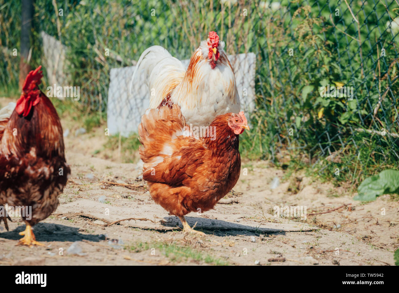 chicken coop with animals in the summer Stock Photo - Alamy