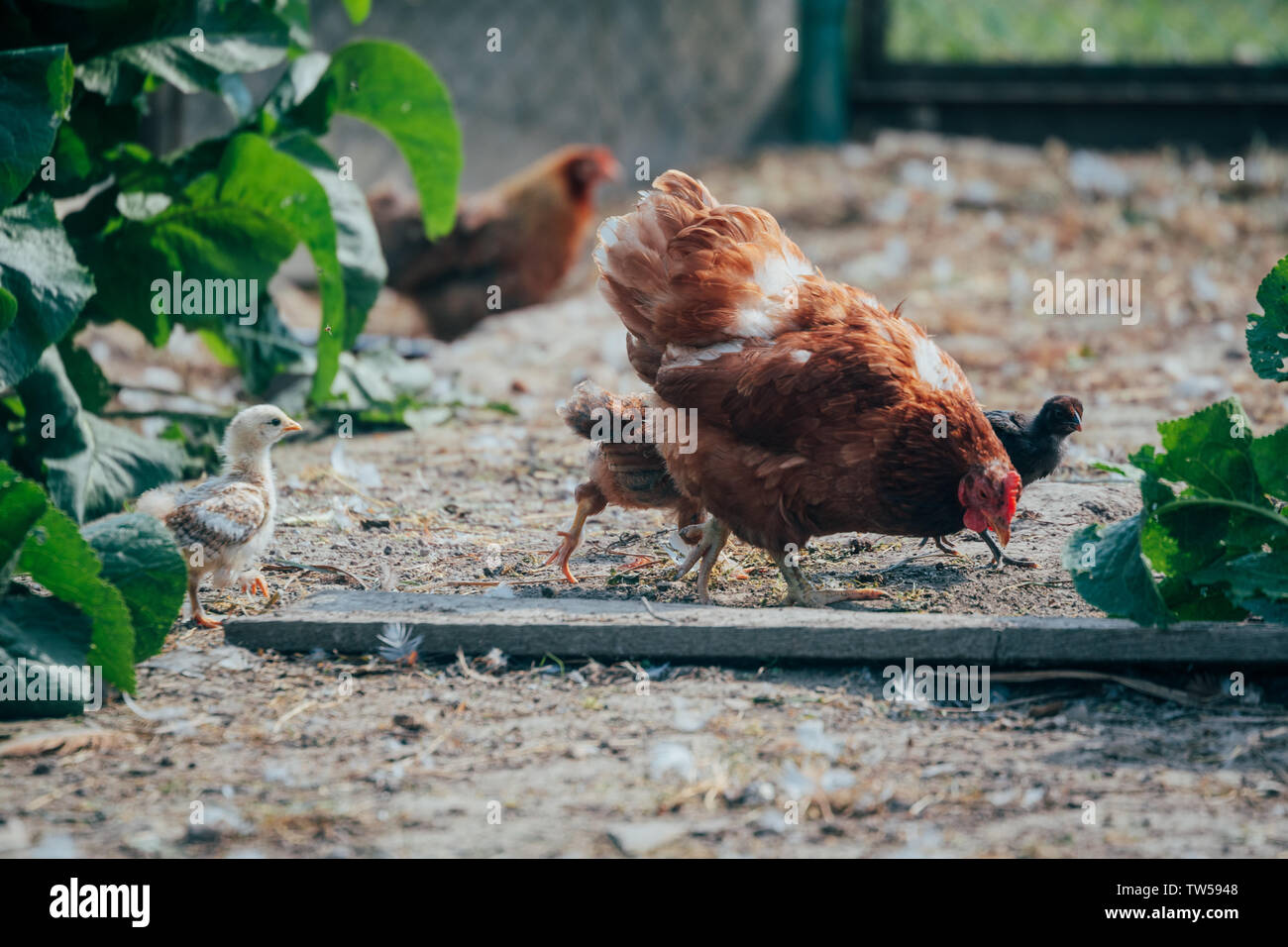 chicken coop with animals in the summer Stock Photo - Alamy