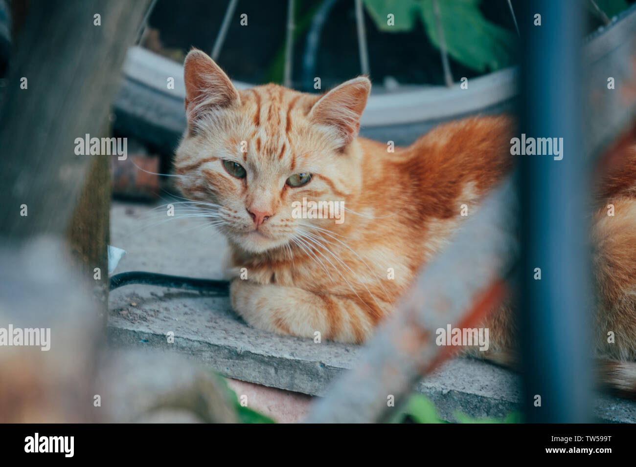 Summer yard hi-res stock photography and images - Alamy