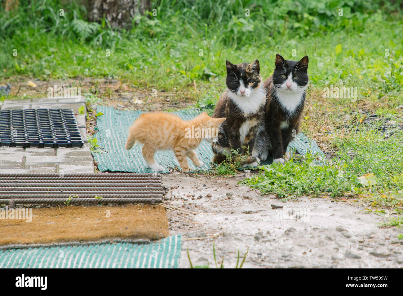 three cats in the yard during the daytime Stock Photo - Alamy