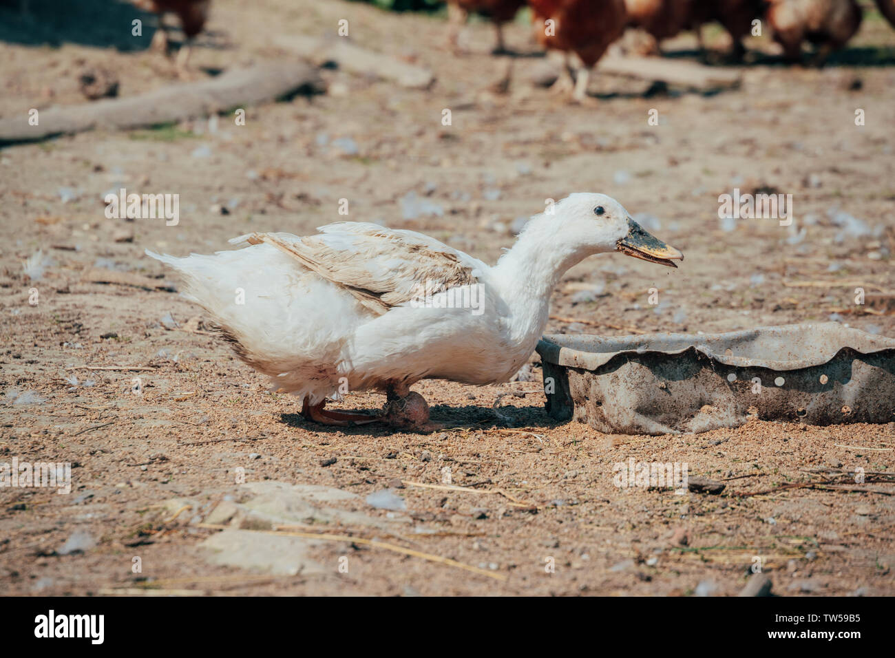 Real goose hi-res stock photography and images - Alamy