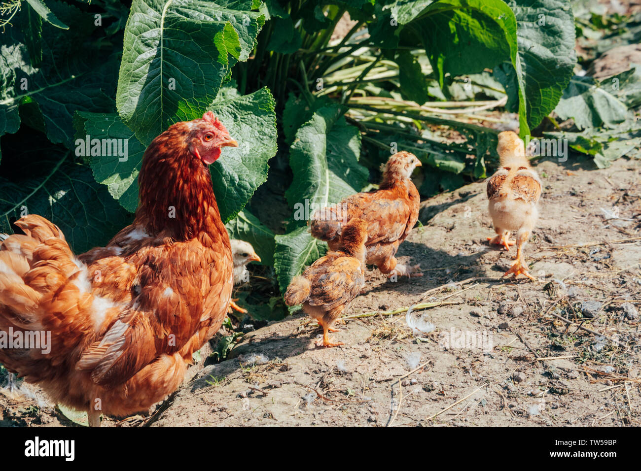 chicken coop with animals in the summer Stock Photo - Alamy