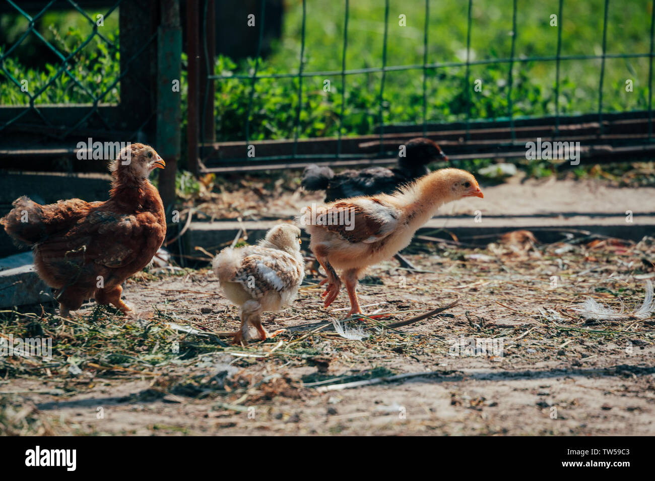 chicken coop with animals in the summer Stock Photo - Alamy
