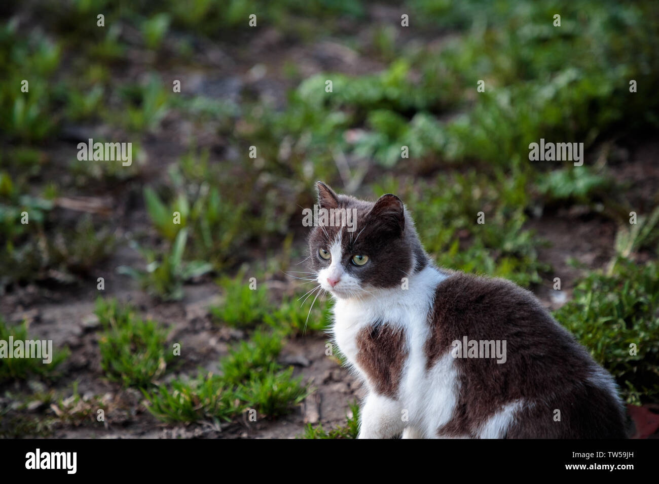 cat is sitting quietly on the ground Stock Photo - Alamy