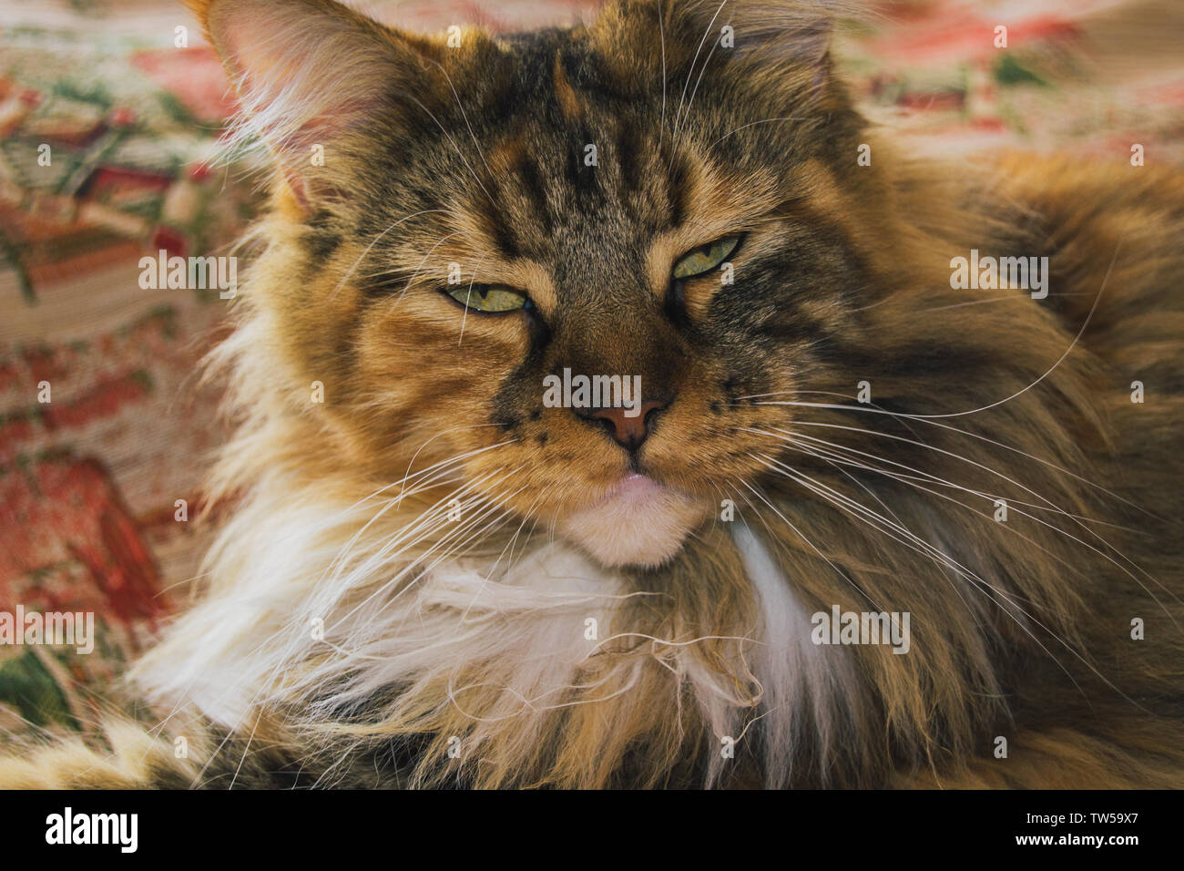 Animal close up photo photograph hi-res stock photography and images ...