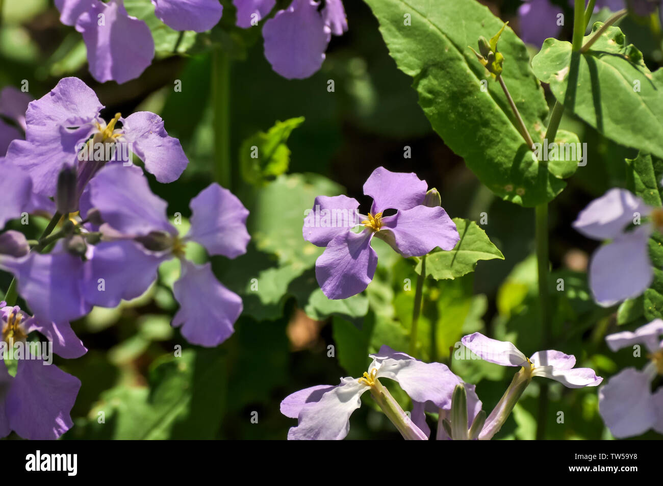 Purple February orchid Stock Photo - Alamy