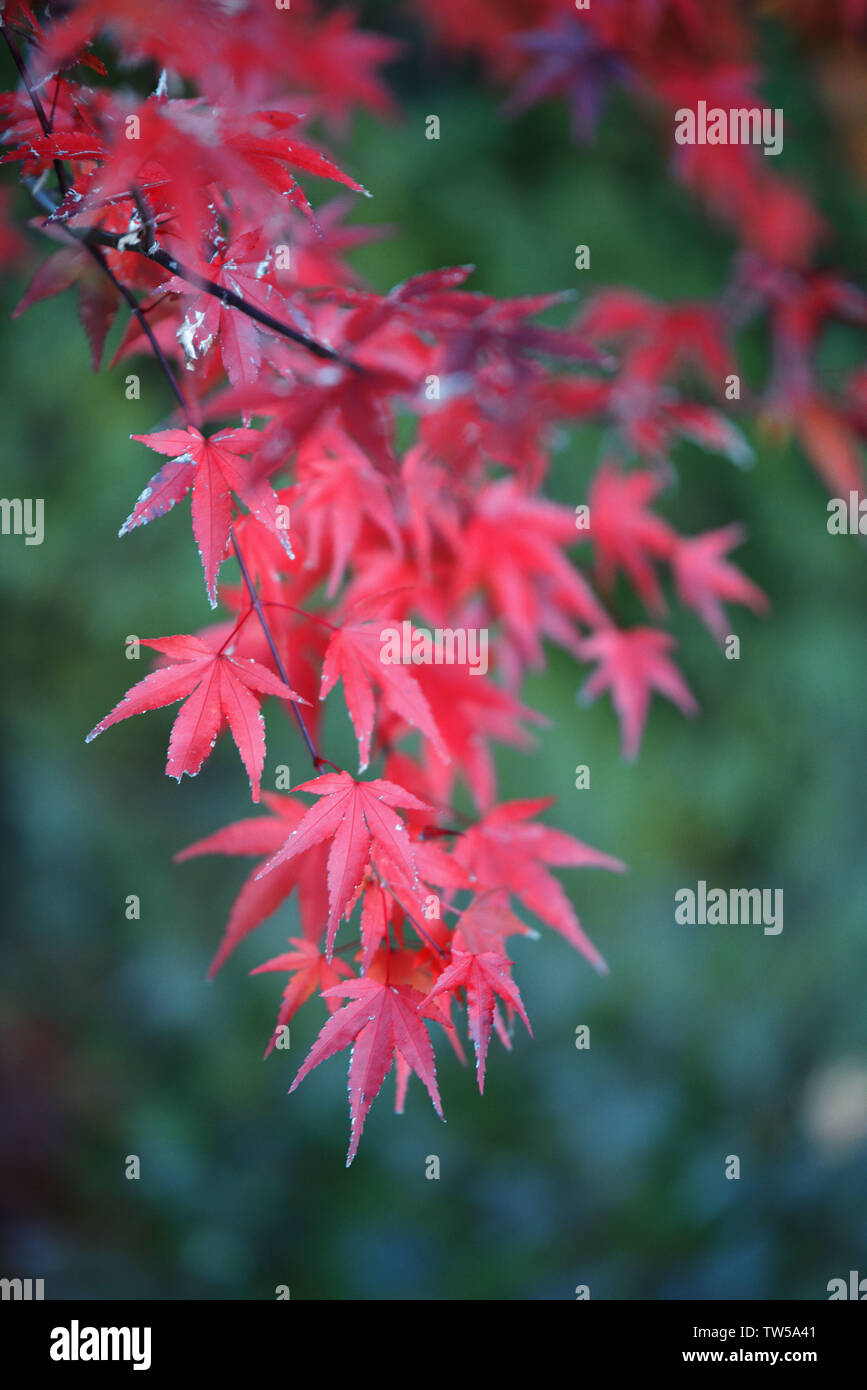 Mount Fuji, Osaka, Tokyo, Japan Stock Photo - Alamy