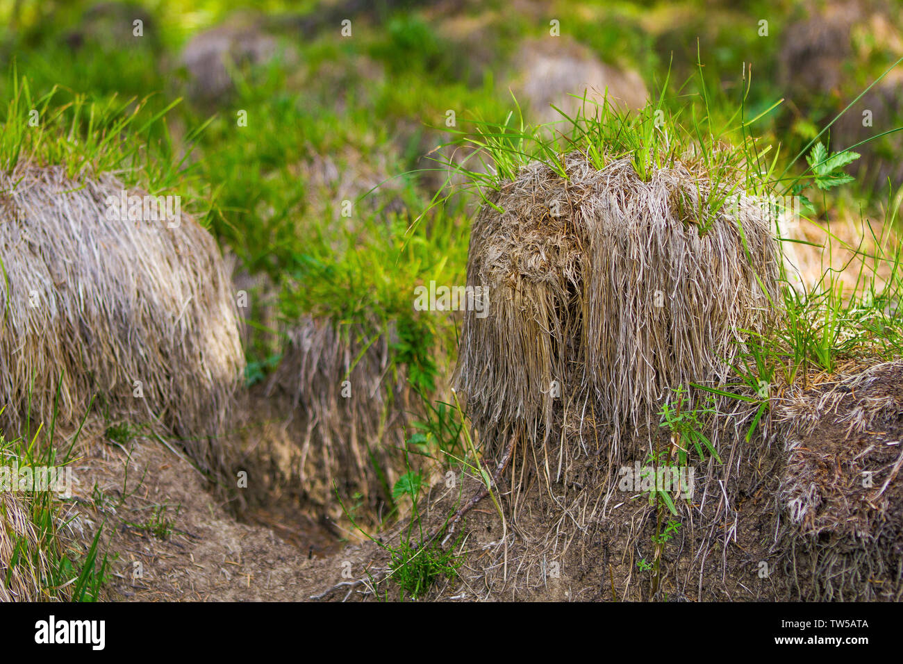 In the summer Kanas Nature Reserve, grass grows on a naturally formed ...