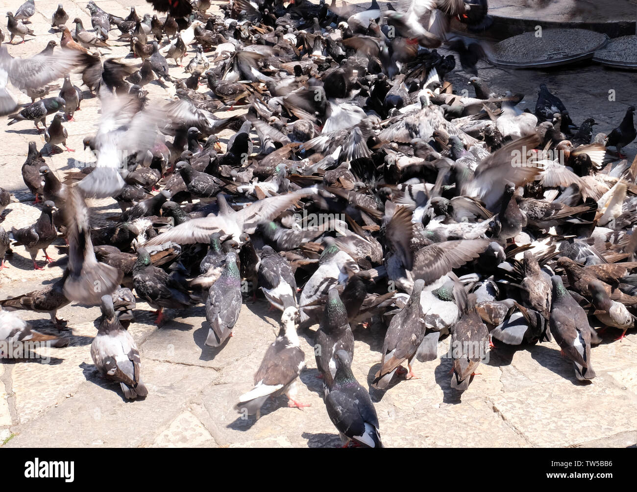 Many pigeons outdoors Stock Photo - Alamy