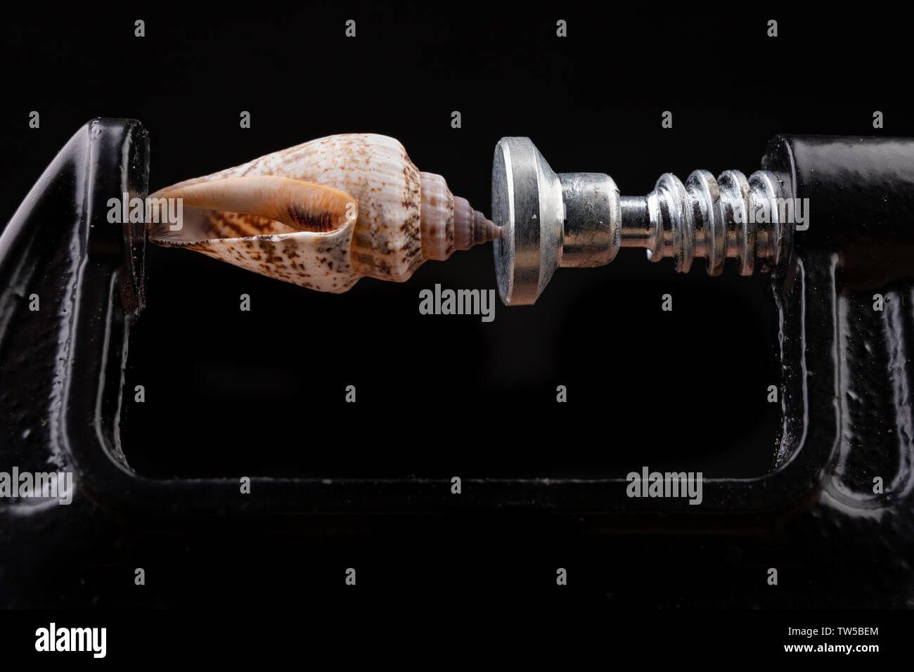 Snail shell in a carpentry vise. A fragile shell crushed by metal jaws ...