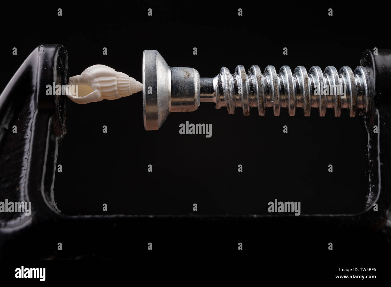 Snail shell in a carpentry vise. A fragile shell crushed by metal jaws ...