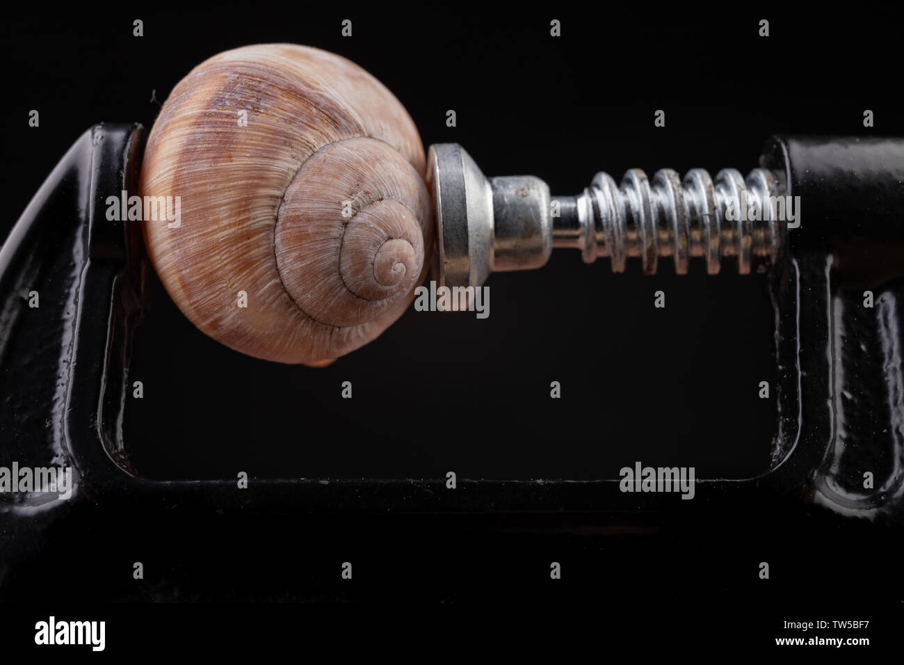 Snail shell in a carpentry vise. A fragile shell crushed by metal jaws ...