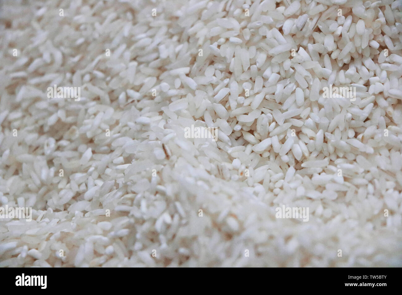 Indica rice japonica rice hi-res stock photography and images - Alamy