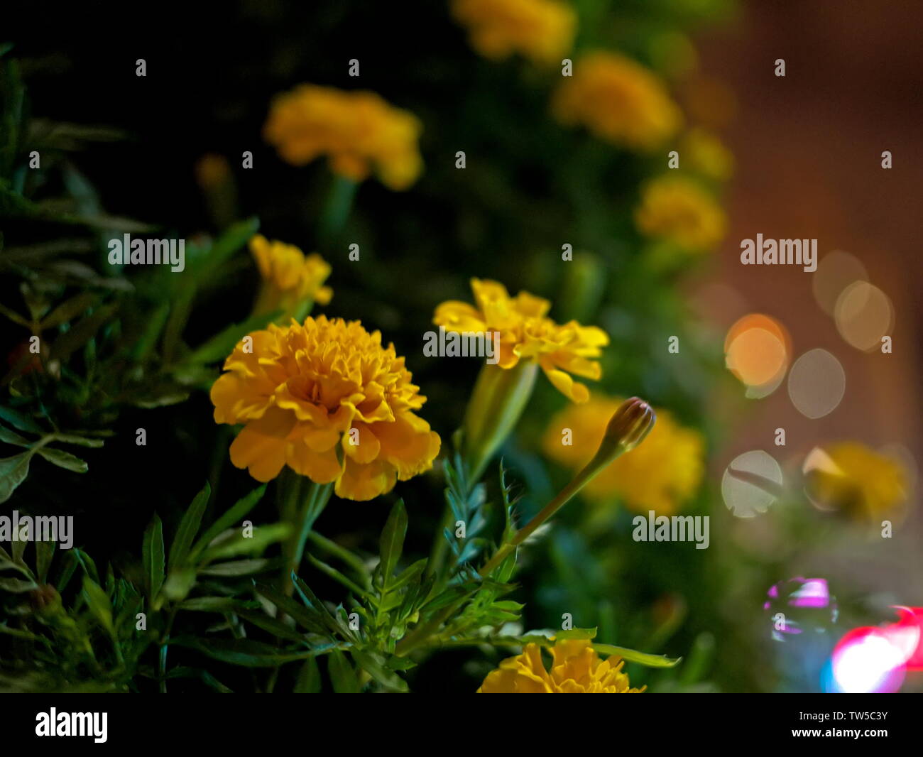 Small species of marigold Stock Photo - Alamy