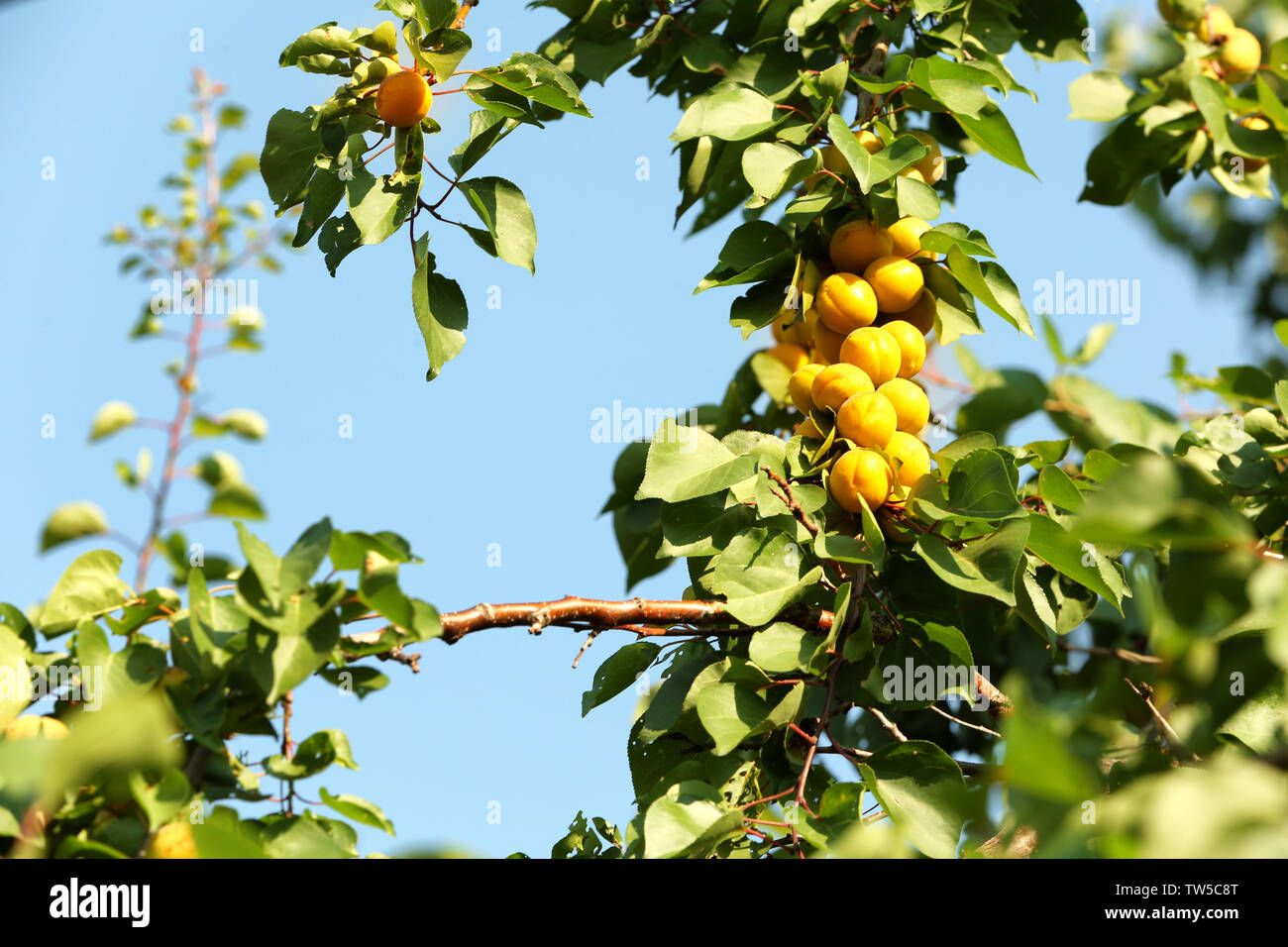 Apricots on tree branch hi-res stock photography and images - Alamy