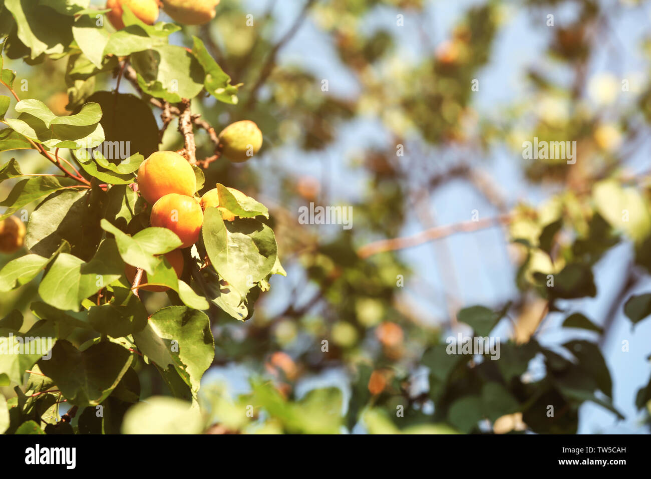 Apricots on tree branch hi-res stock photography and images - Alamy