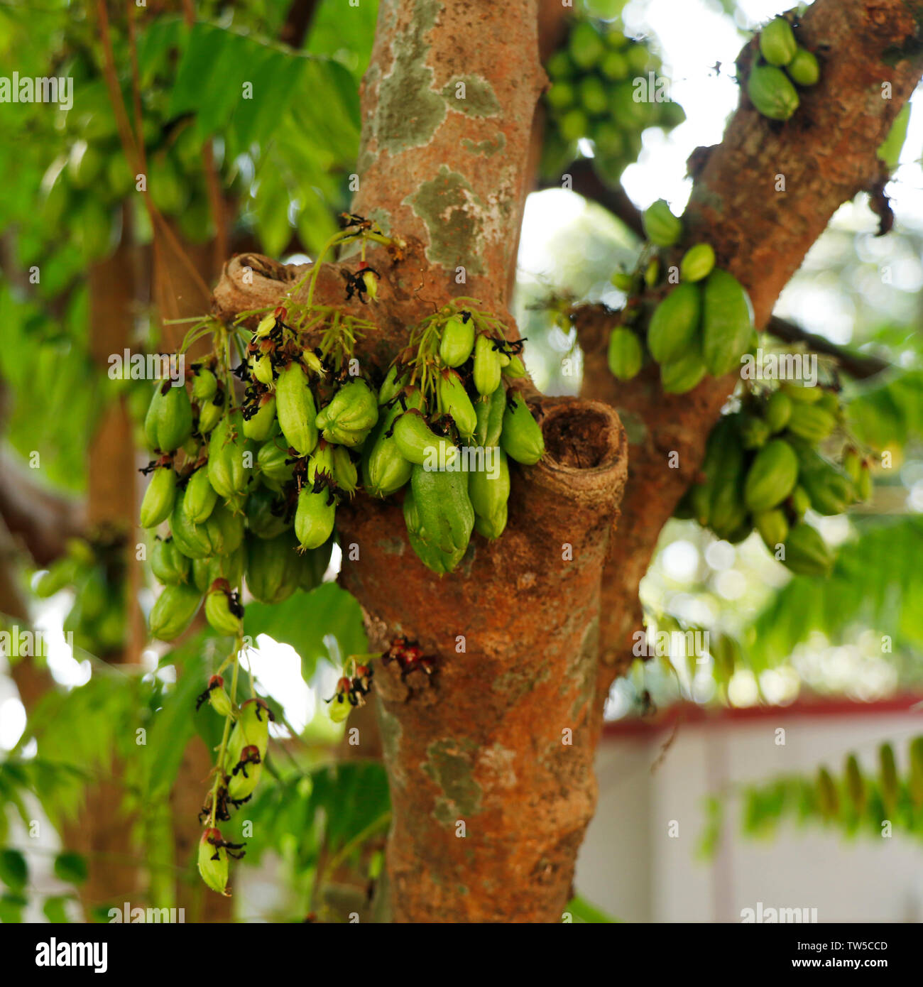 Averrhoa bilimbi (commonly known as bilimbi, cucumber tree, or tree ...