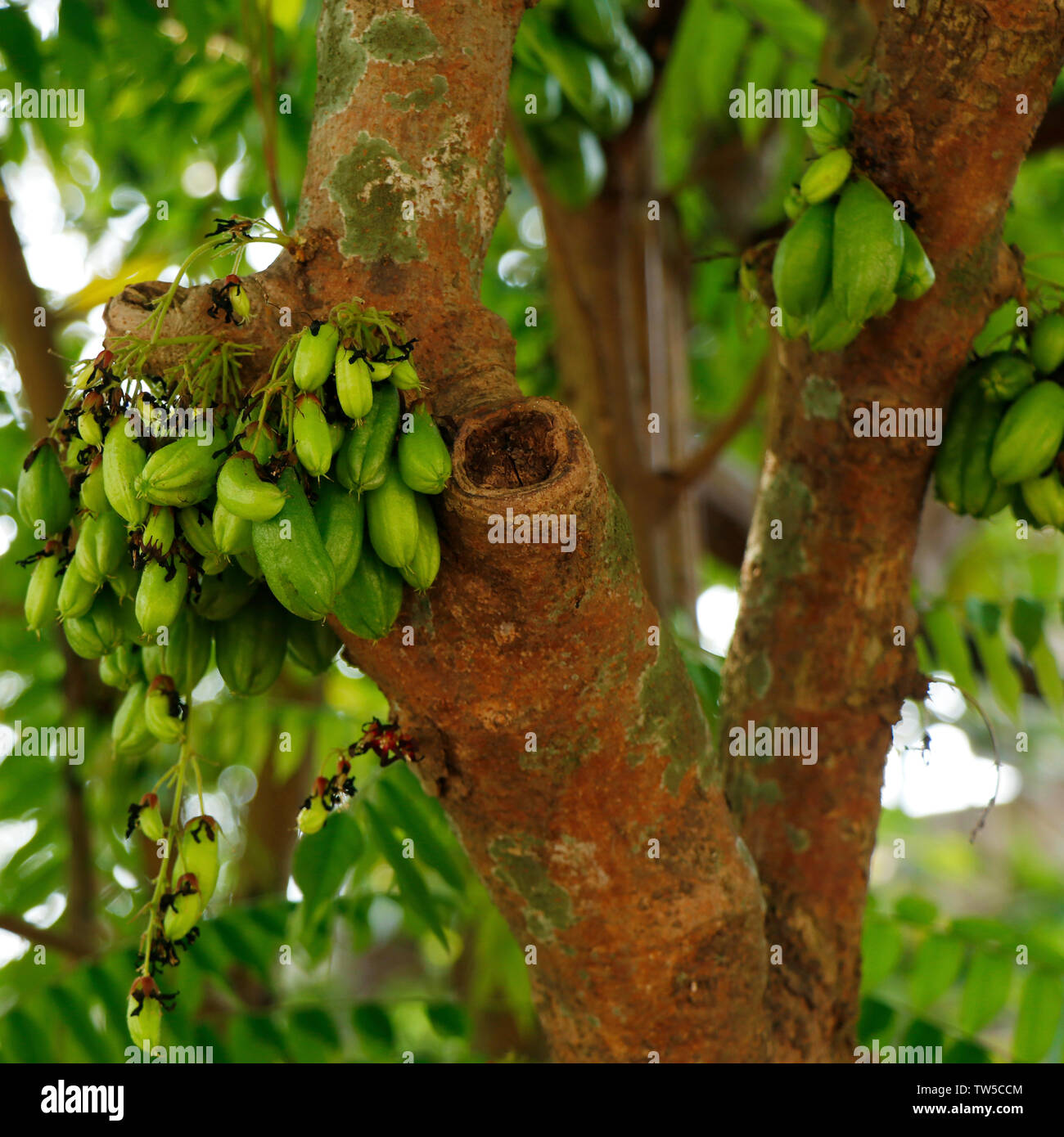 Averrhoa bilimbi (commonly known as bilimbi, cucumber tree, or tree ...