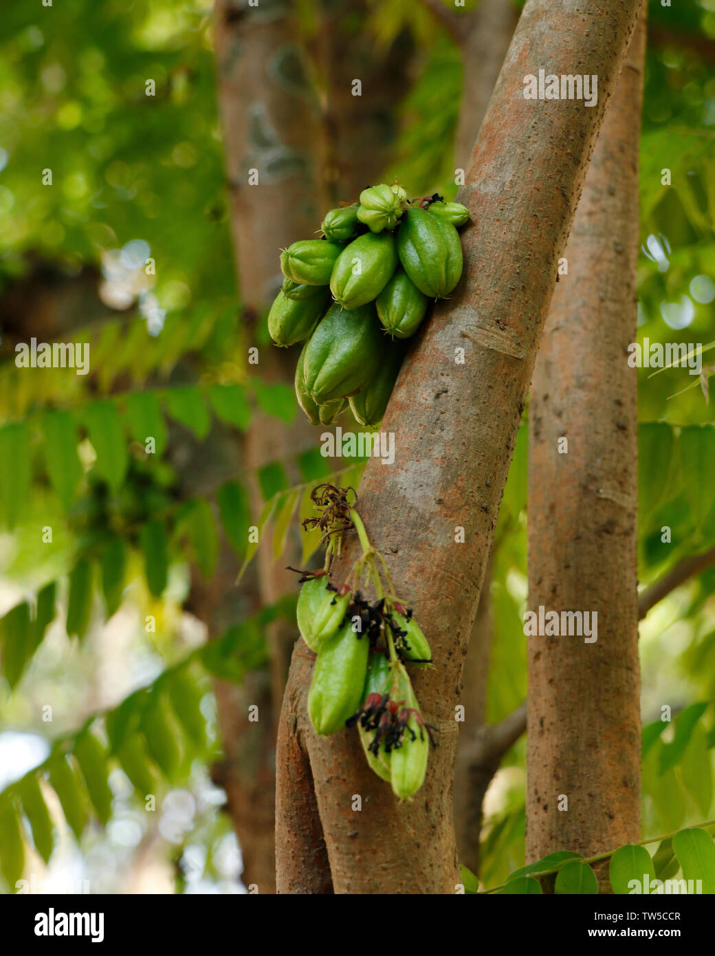 Averrhoa bilimbi (commonly known as bilimbi, cucumber tree, or tree ...