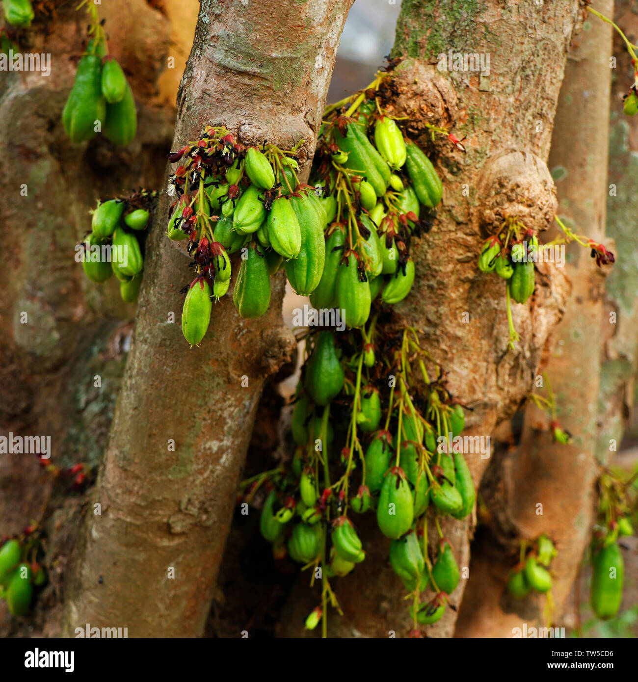 Averrhoa bilimbi (commonly known as bilimbi, cucumber tree, or tree ...