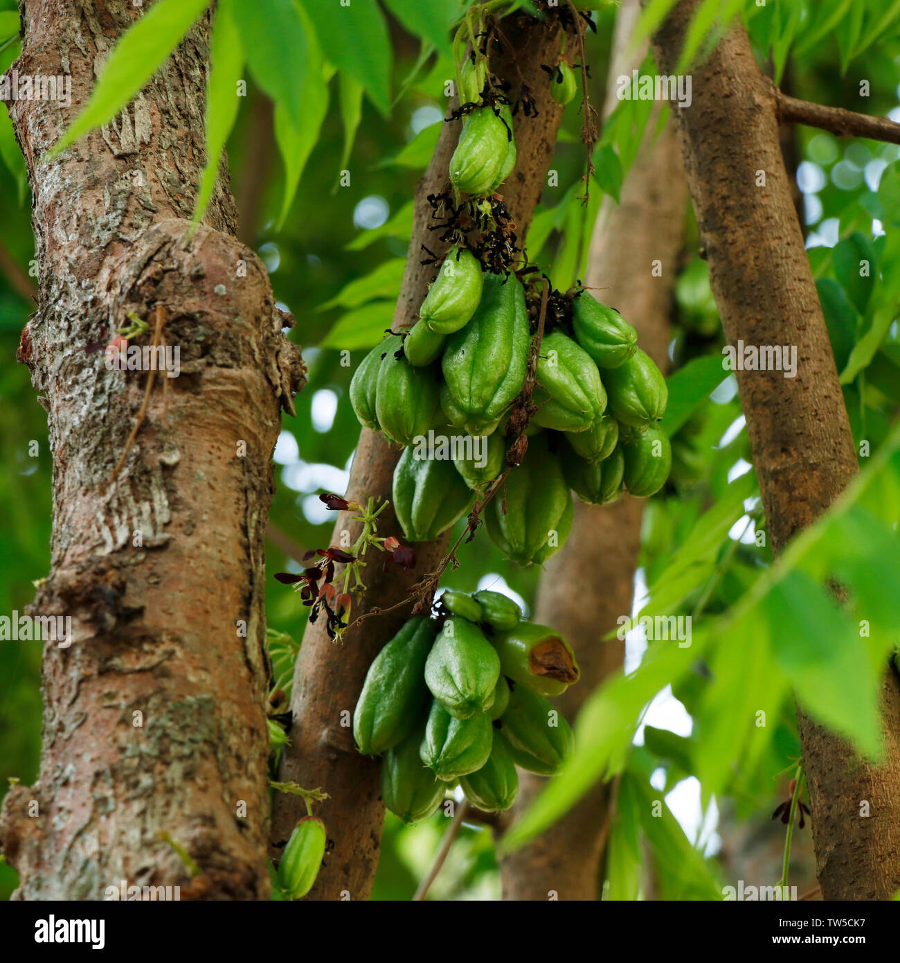 Averrhoa bilimbi (commonly known as bilimbi, cucumber tree, or tree ...