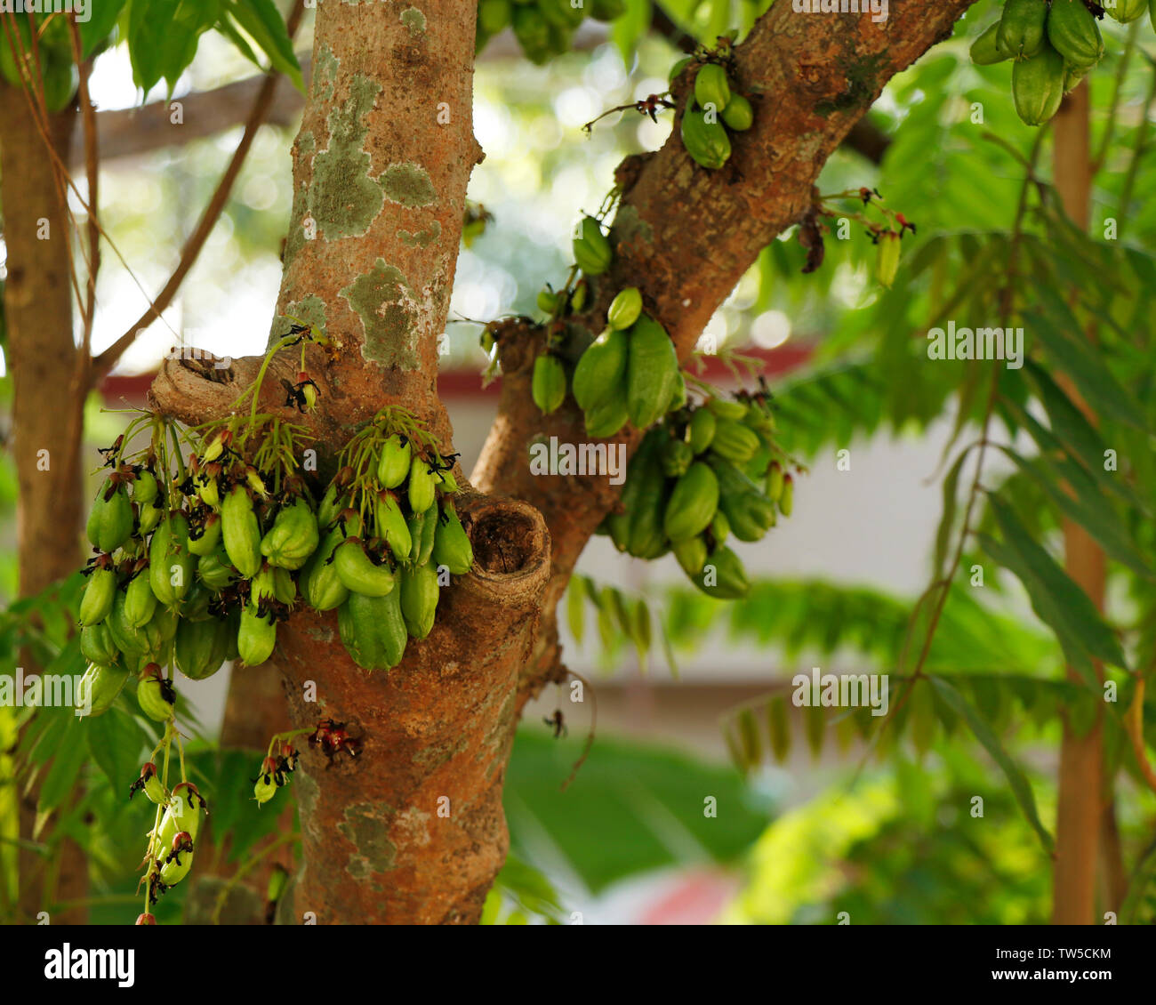 Averrhoa bilimbi (commonly known as bilimbi, cucumber tree, or tree ...