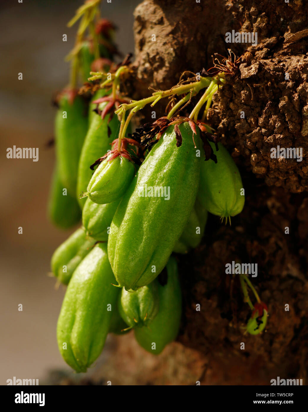 Averrhoa bilimbi (commonly known as bilimbi, cucumber tree, or tree ...