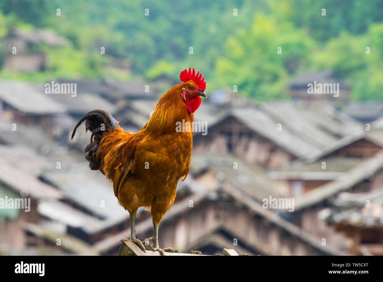 Rooster in the Dong village, Huanggang, Zhaoxing, Guizhou Province ...