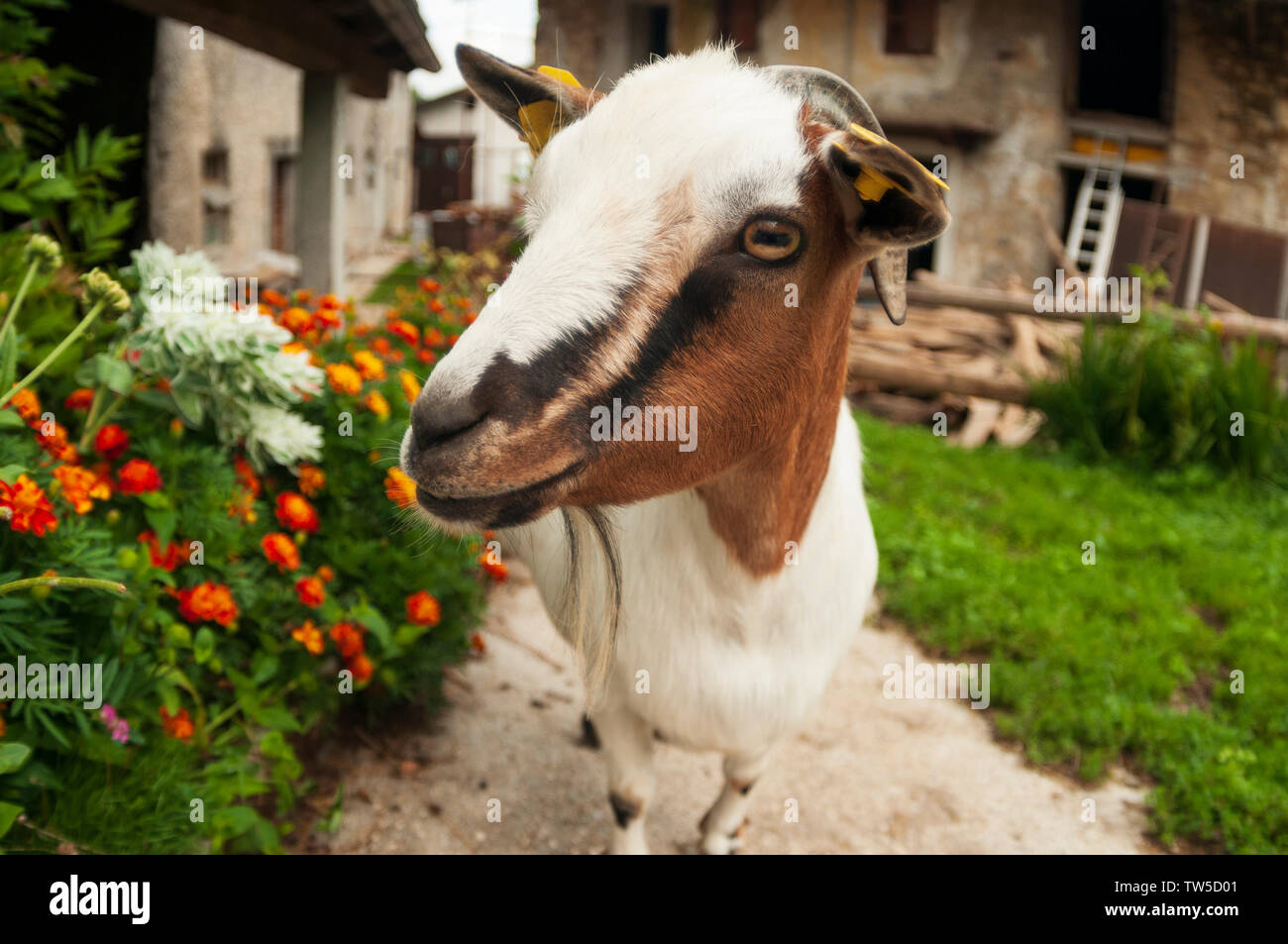 Funny goat on the farm with flowers. Popular domestic animal Stock ...