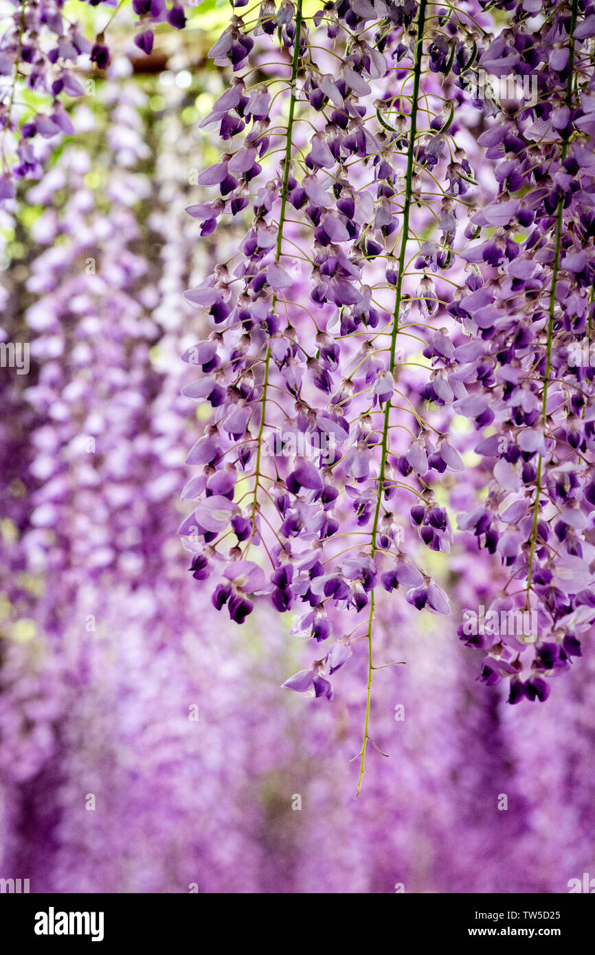 In spring, the purple vine blossoms Stock Photo - Alamy