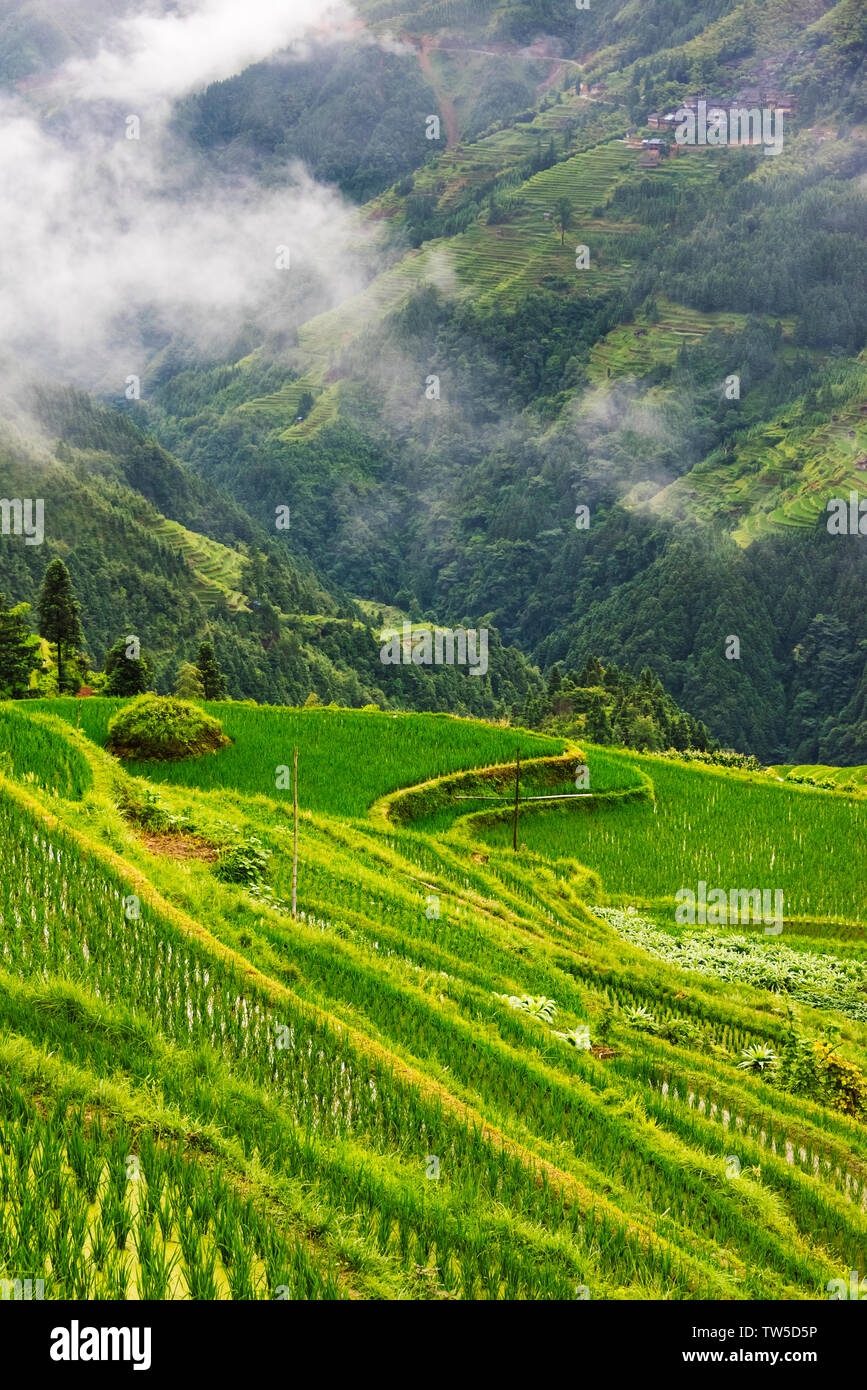 Rice terraces in the mountain in morning mist, Jiabang, Guizhou ...