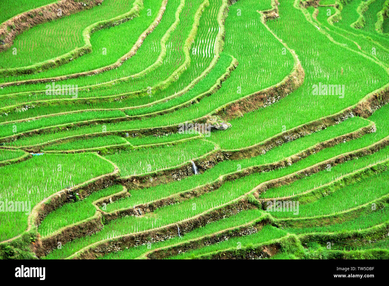 Rice terraces in the mountain in morning mist, Jiabang, Guizhou ...