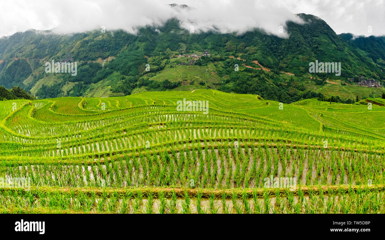 Rice terraces in the mountain in morning mist, Jiabang, Guizhou ...
