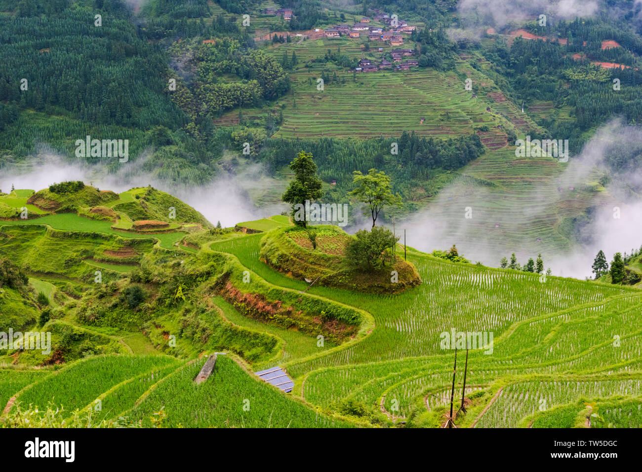 Rice terraces in the mountain in morning mist, Jiabang, Guizhou ...