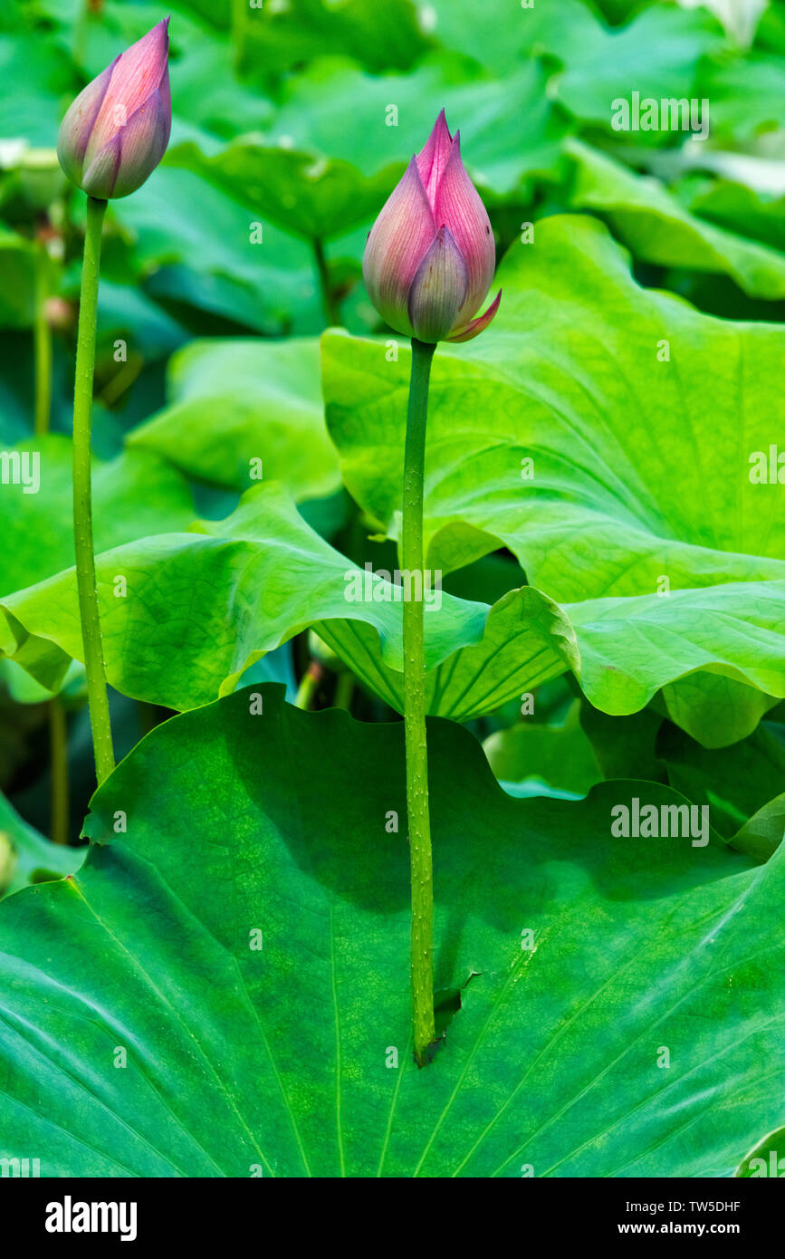 Lotus buds hi-res stock photography and images - Alamy