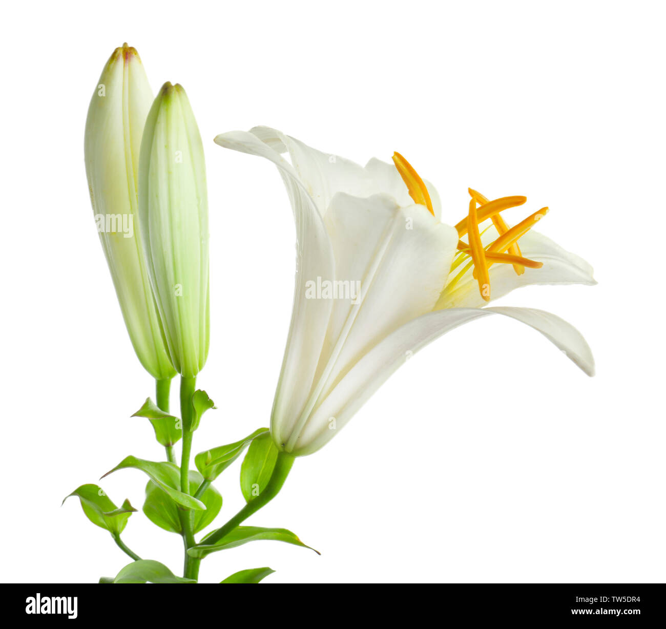 Beautiful white lily, isolated on white Stock Photo - Alamy