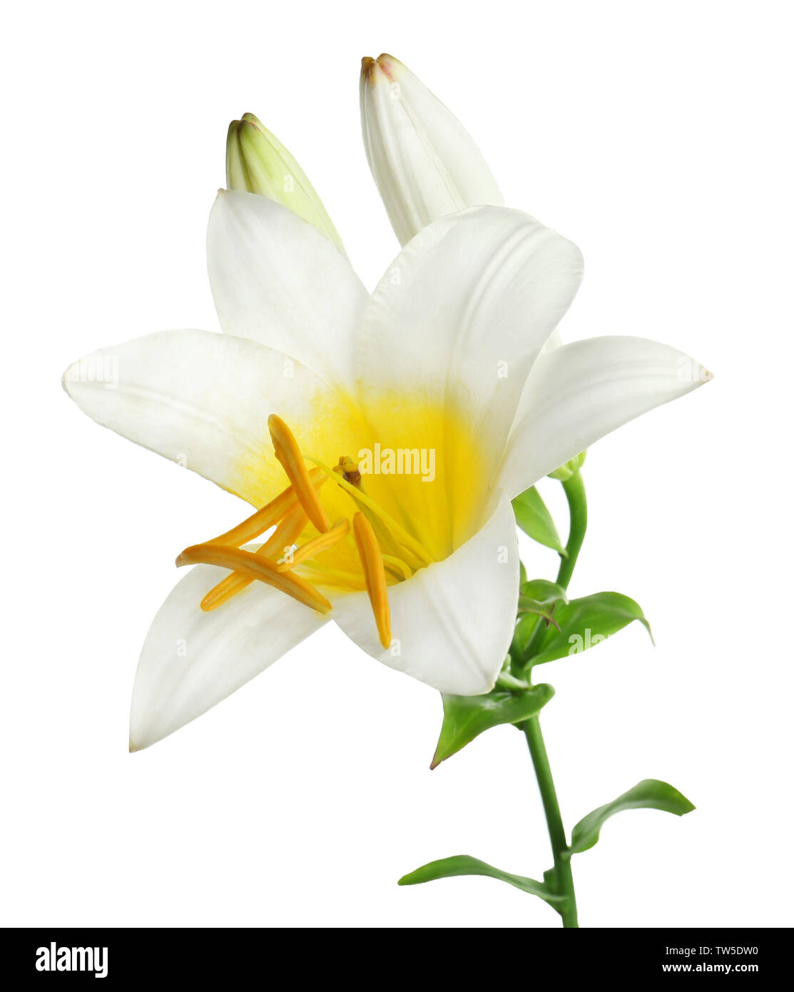 Beautiful white lily, isolated on white Stock Photo - Alamy