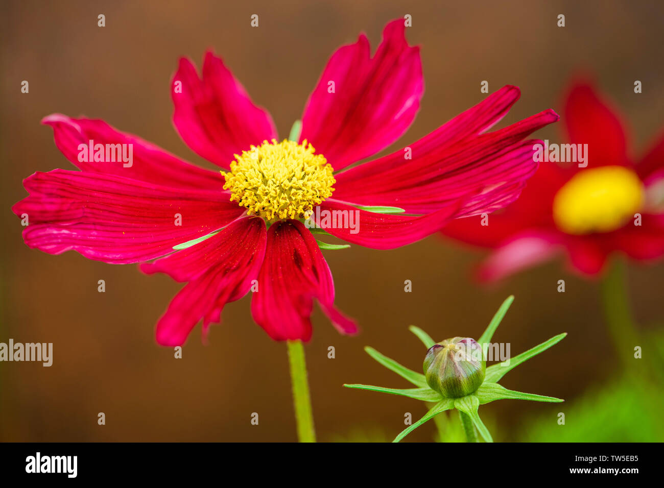 Cosmos 'Casanova' red flower in the garden, UK Stock Photo - Alamy