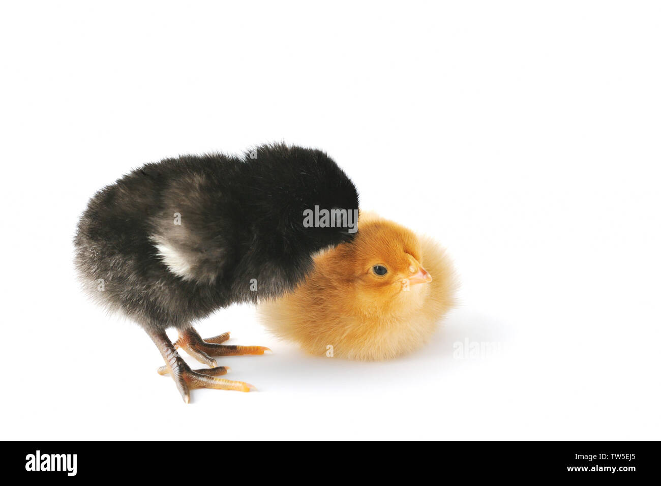 Two brothers young baby chickens, black and yellow, isolated on white ...