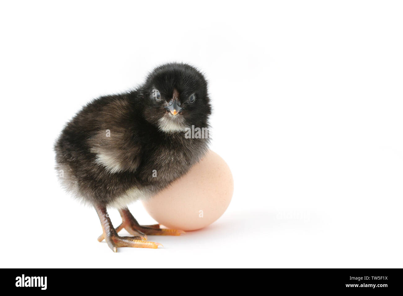 Little just born adorable baby chick near egg isolated on white Stock ...