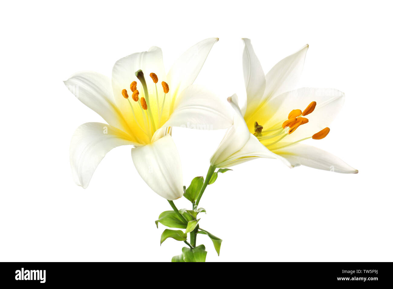 Two beautiful blooming lilies isolated on white Stock Photo - Alamy