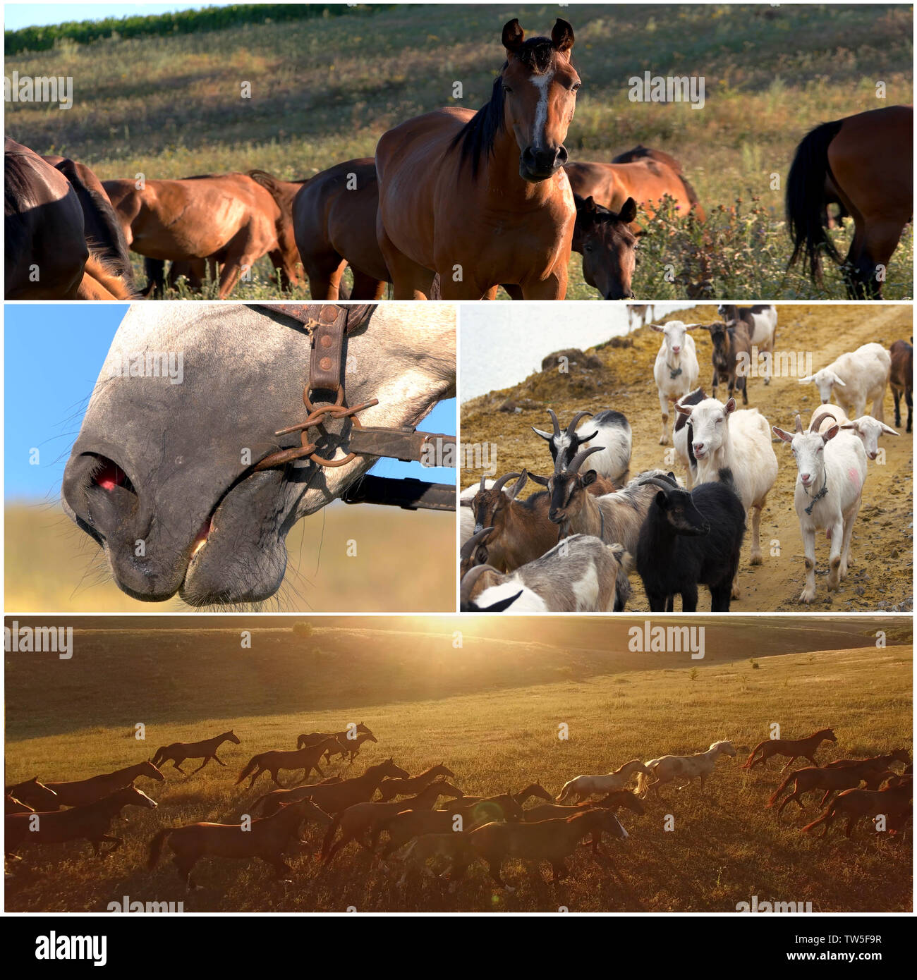 Farm animal collage hi-res stock photography and images - Alamy
