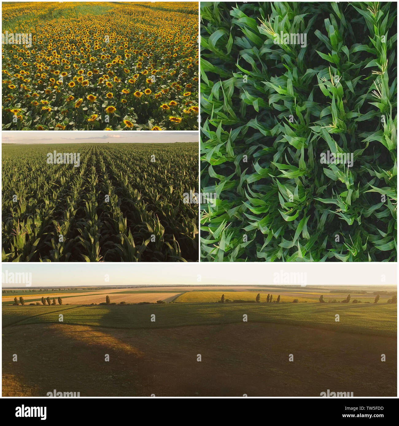 Fields collage hi-res stock photography and images - Alamy