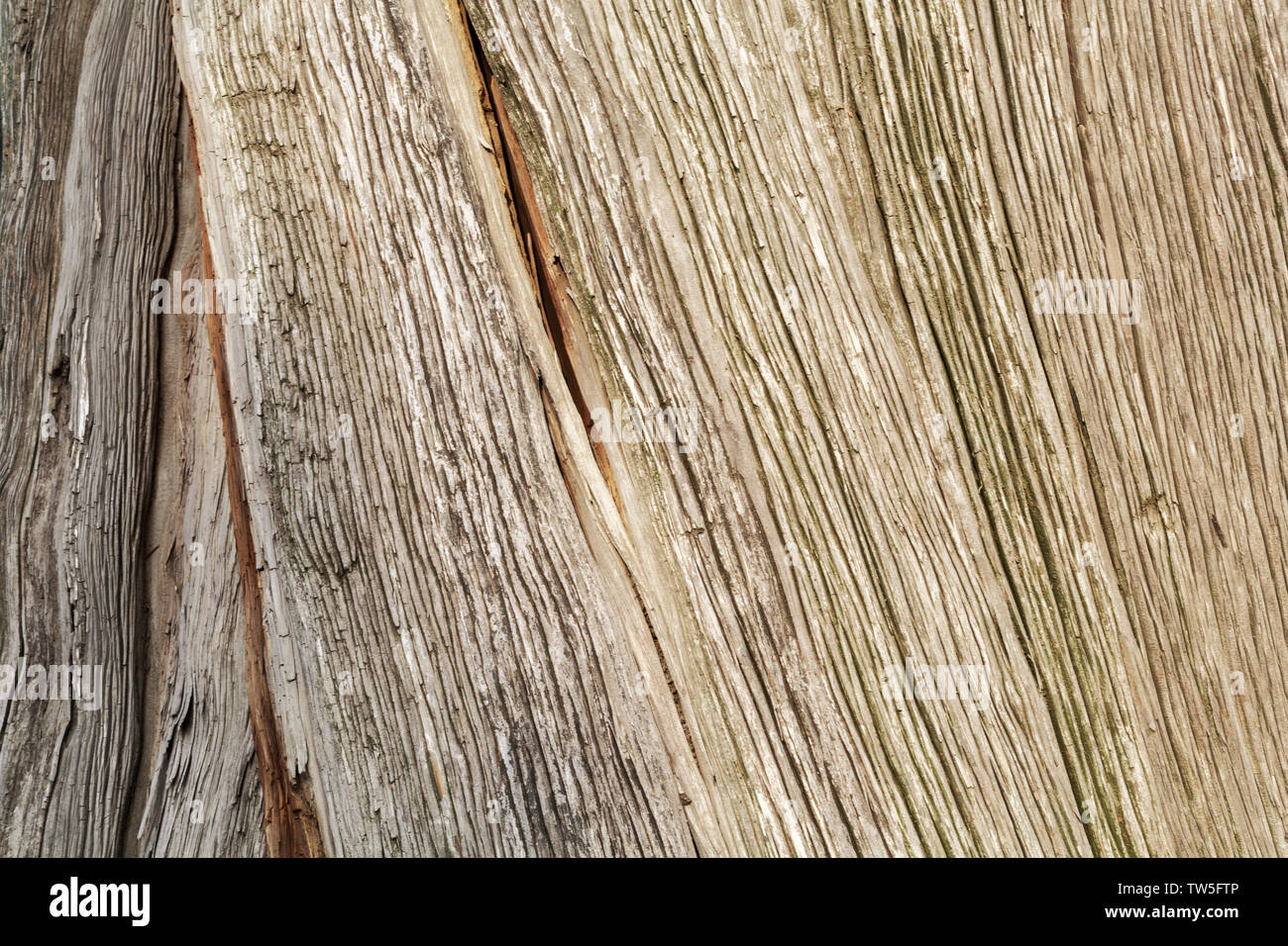 Ancient cypress bark texture Stock Photo - Alamy